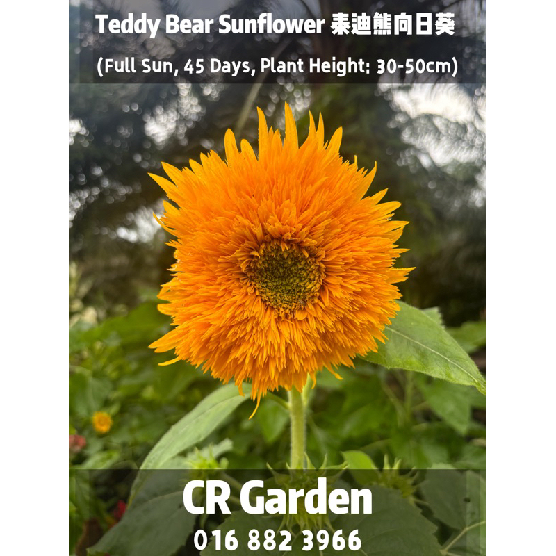Teddy Bear Sunflower 15 Seeds 泰迪熊向日葵 15粒 (Full Sun, 45 Days, Plant ...