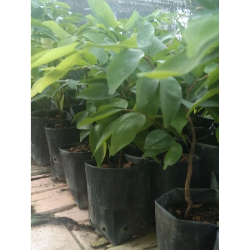 ANAK POKOK NAM NAM/POKOK BUAH KATAK PURU | Shopee Malaysia