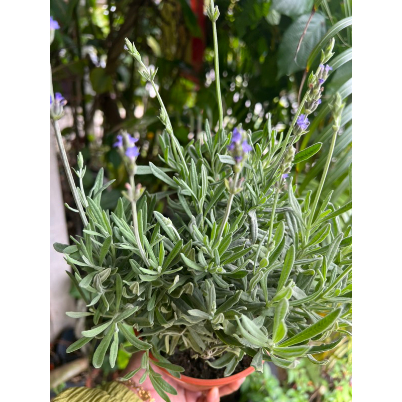Pokok Bunga Lavender Wangi Warna Ungu - Lavender Plant | Shopee Malaysia