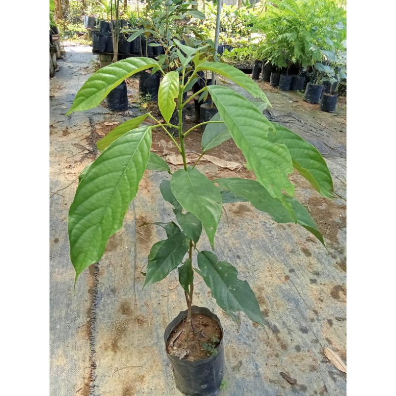 Pokok Tampoi / Ngeke | Shopee Malaysia