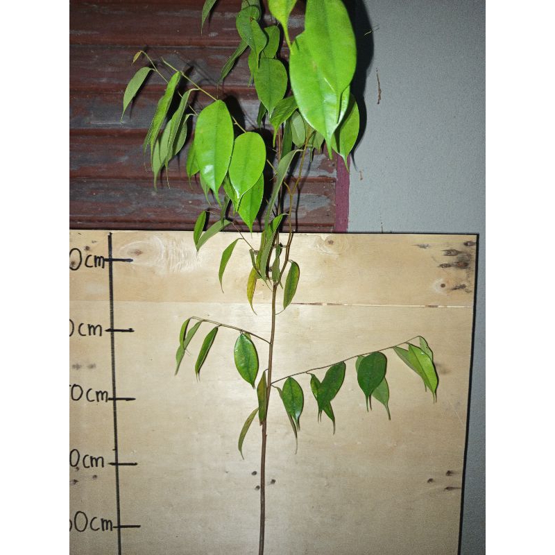 Pokok Kapur / Champhor tree / Dryobalanops aromatica | Shopee Malaysia