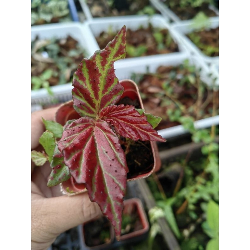 Begonia sp Sabah (red) | Shopee Malaysia