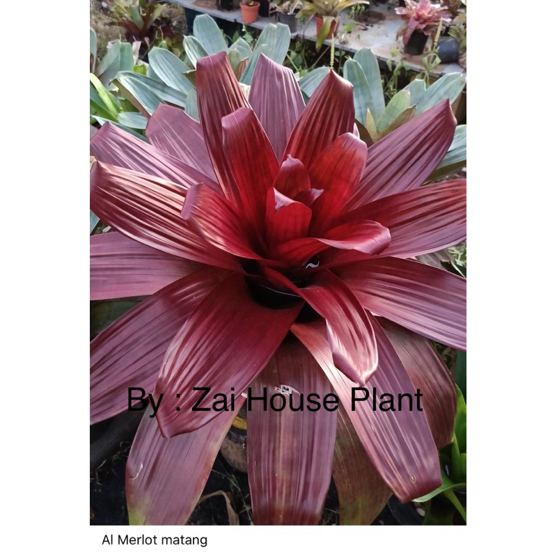 Bromeliad Alcantarea / Aechmea READY STOCK | Shopee Malaysia