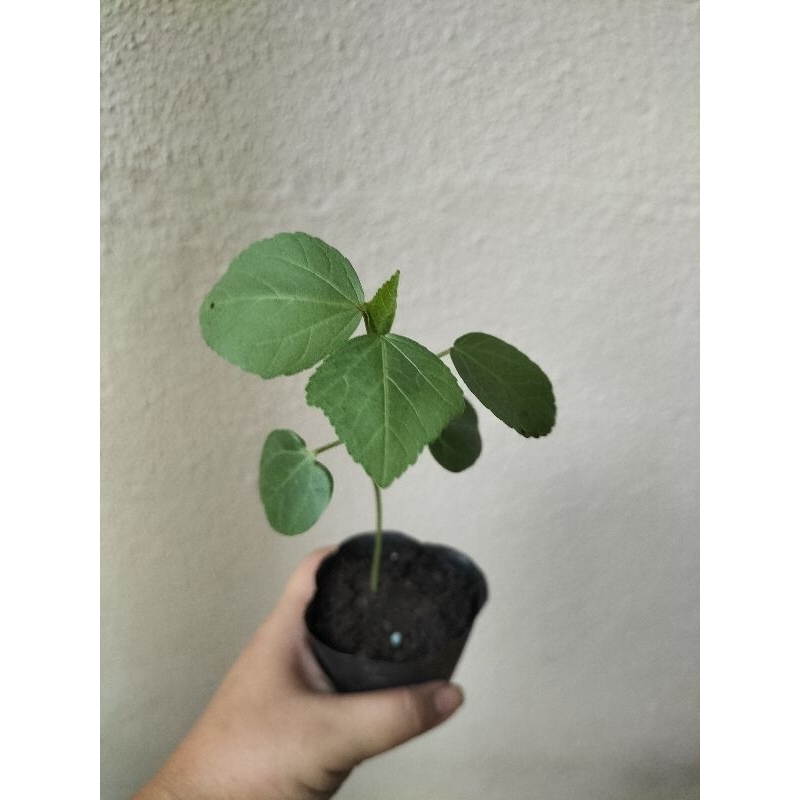Anak pokok Ribena 洛神花苗（Malaysia ready stock) | Shopee Malaysia