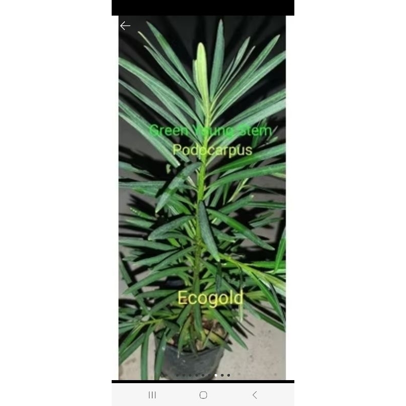 Luo Han Song Young Plant (Podocarpus Macrophyllus) | Shopee Malaysia