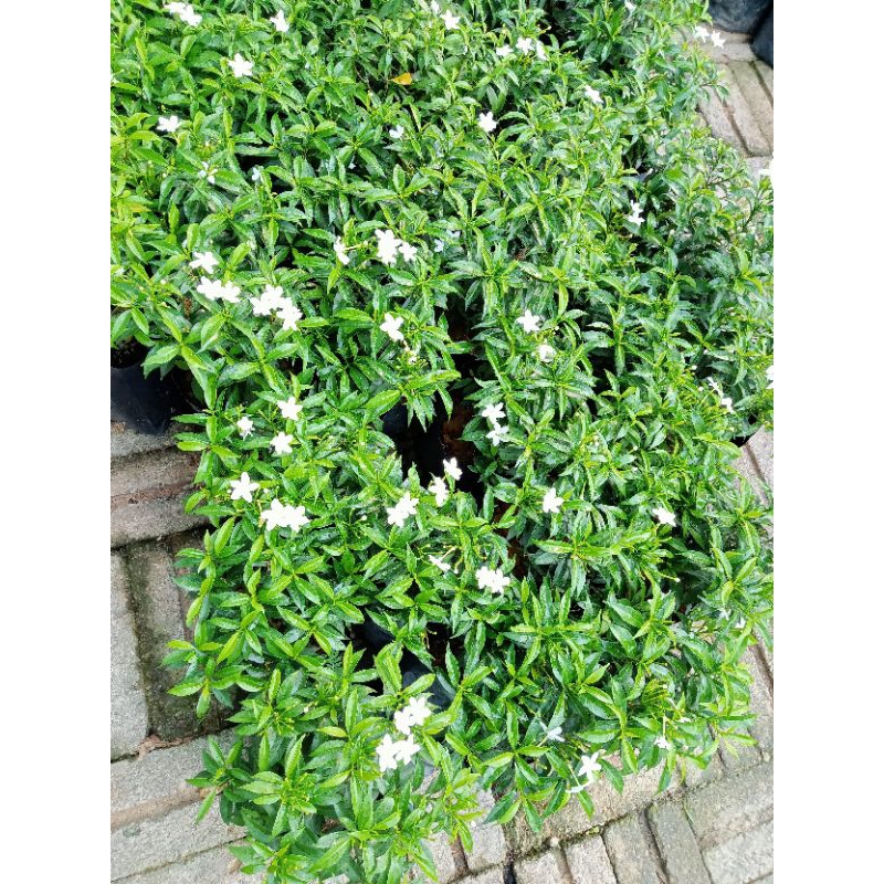 Pokok bunga jasmine. Bunga putih. bunga kubur | Shopee Malaysia