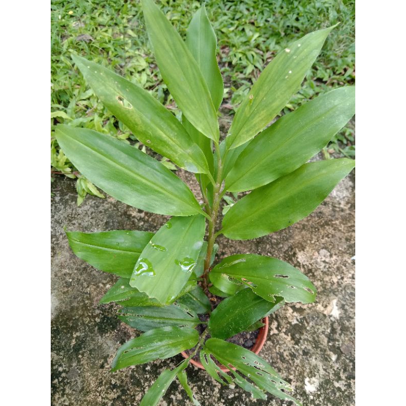 Pokok lempoyang atau halia hutan dalam polibeg | Shopee Malaysia