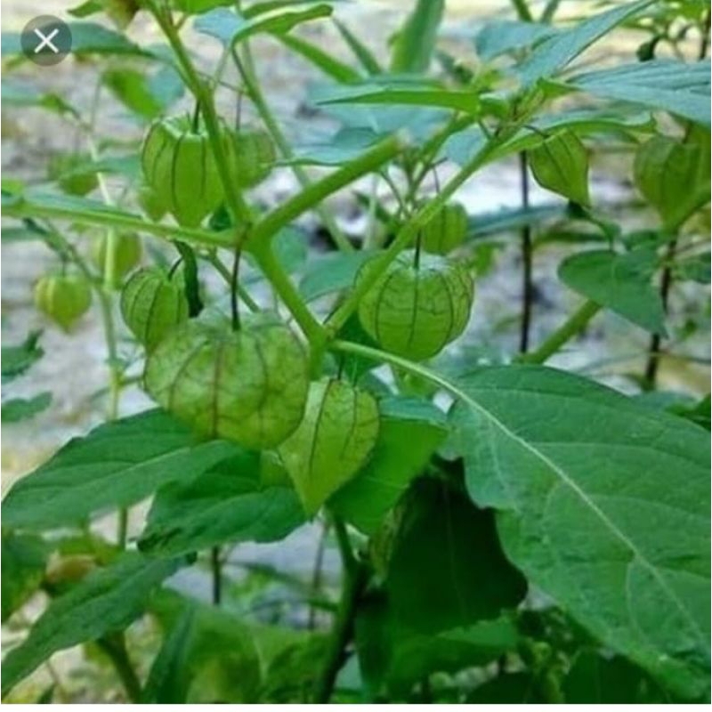 pokok letup letup ( ciplukan ) | Shopee Malaysia