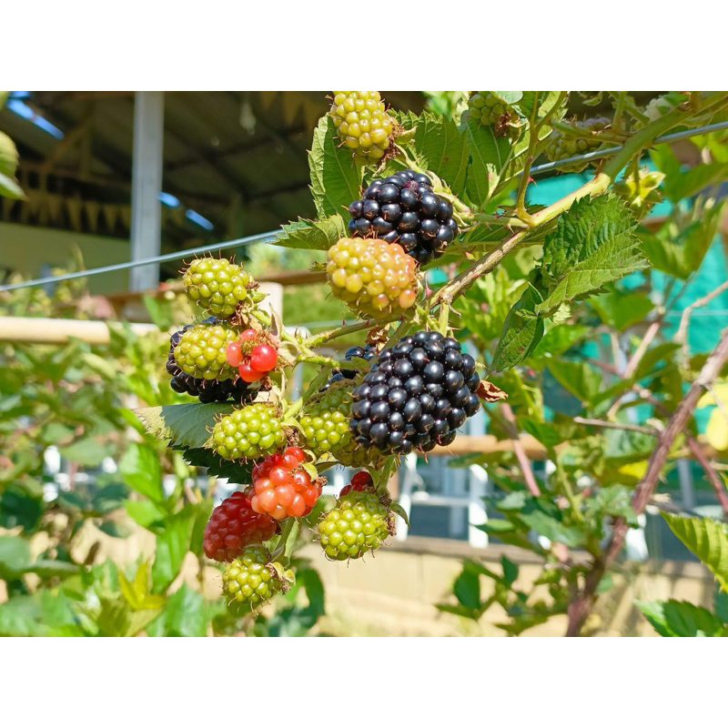 Biji / Seed Blackberry Prime Ark45 15Pcs | Shopee Malaysia