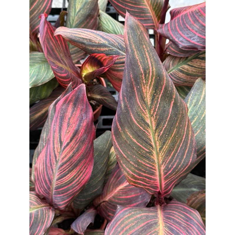 MC - CANNA LILY Red Leaf | Live Plant | Shopee Malaysia