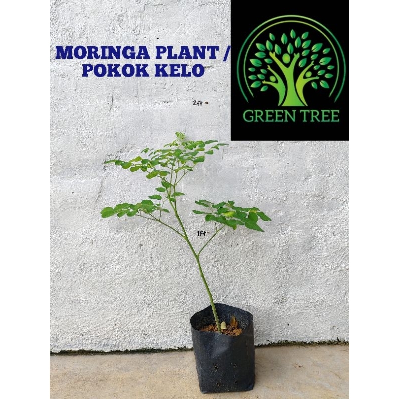 Moringa Tree / Pokok Kelo | Shopee Malaysia