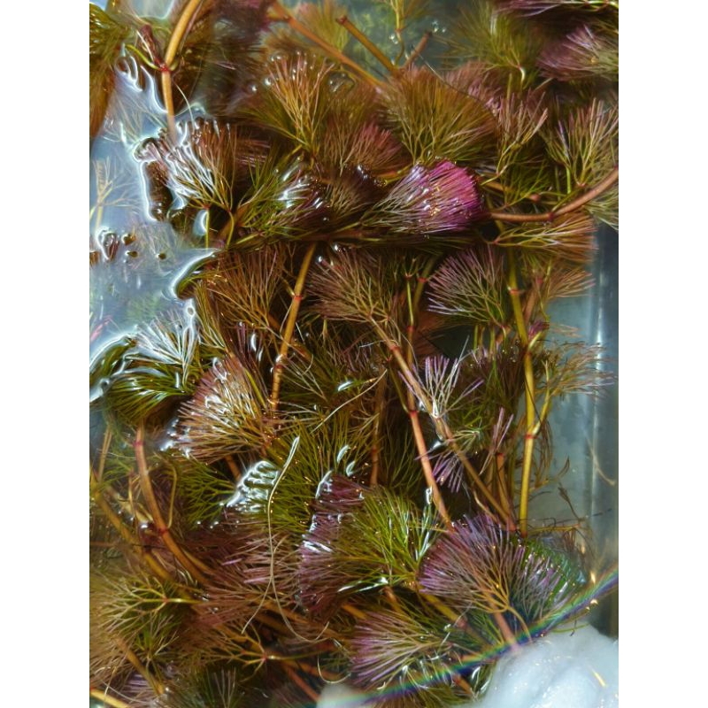 BELI 3 FREE 1-Tanaman air AQUATIC PLANT | Red Cabomba(frucata) live ...