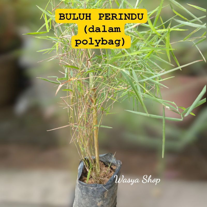 Benih pokok buluh perindu (dalam polybag) | Shopee Malaysia