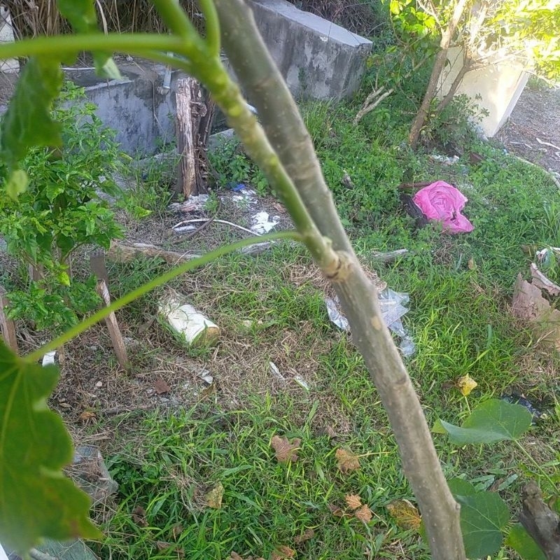 Anak Pokok Jarak / Anak Pokok Tangan-tangan | Shopee Malaysia