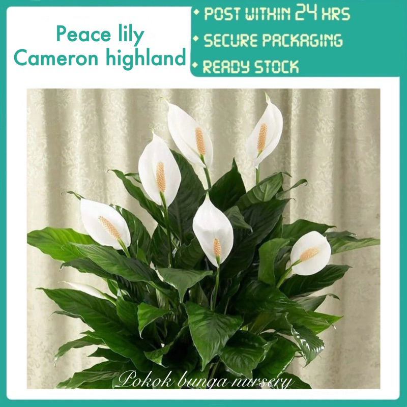 PBN - peace lily Cameron highland - indoor houseplant bushy easy to ...