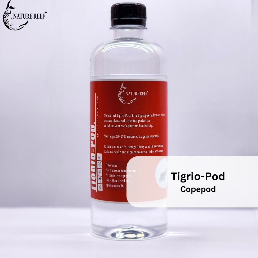 Tigrio-pod copepod (Tigriopus californicus) 400ml, Kutu air laut ...