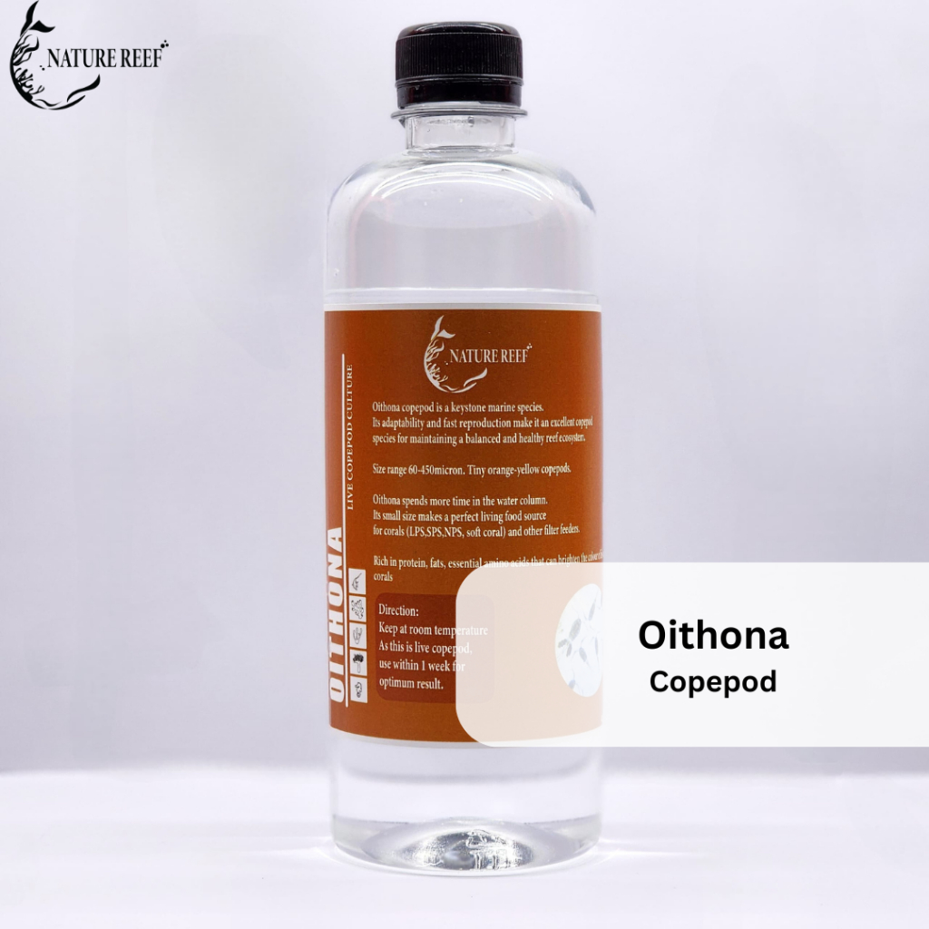 Oithona copepod 400ml, Kutu air laut, Plankton culture, Marine tank ...