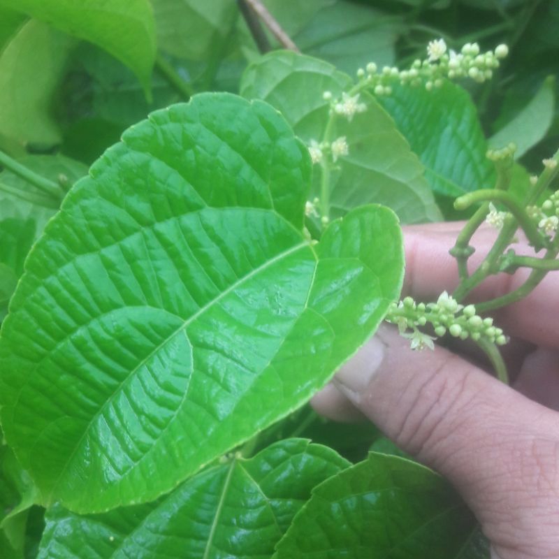 DAUN SACHA INCHI SEGAR / 70 HELAI. | Shopee Malaysia