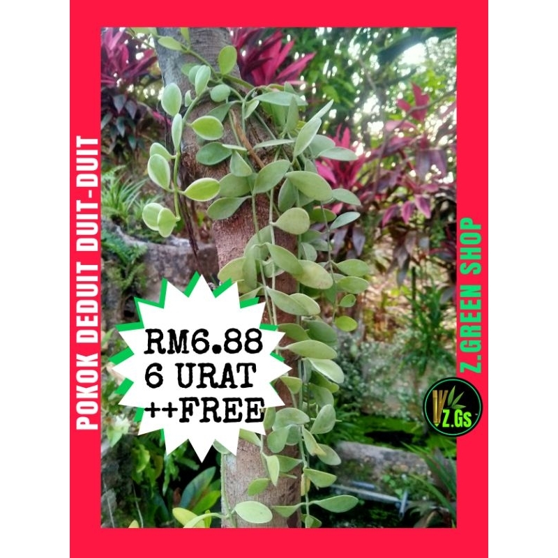 Pokok Deduit Duit-Duit Menjalar | Shopee Malaysia
