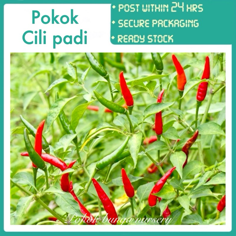 PBN - pokok cili padi - organic berbuah lebat Pokok bunga nursery ...