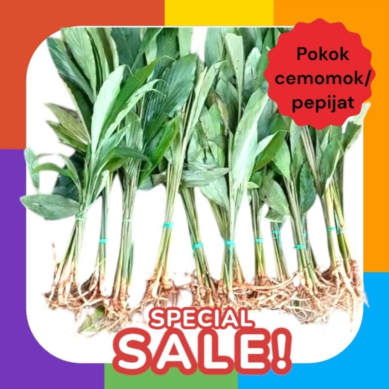 POKOK CEMOMOK /PEPIJAT /SEIKAT/SEGAR | Shopee Malaysia