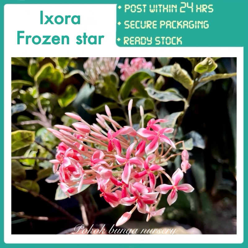 PBN - Ixora frozen star - daun batik variegated leaves outdoor plant ...
