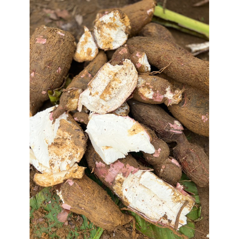 Ubi Kayu Putih Berlemak & Benih Ubi Kayu Putih(keratan batang) ,Isi ...