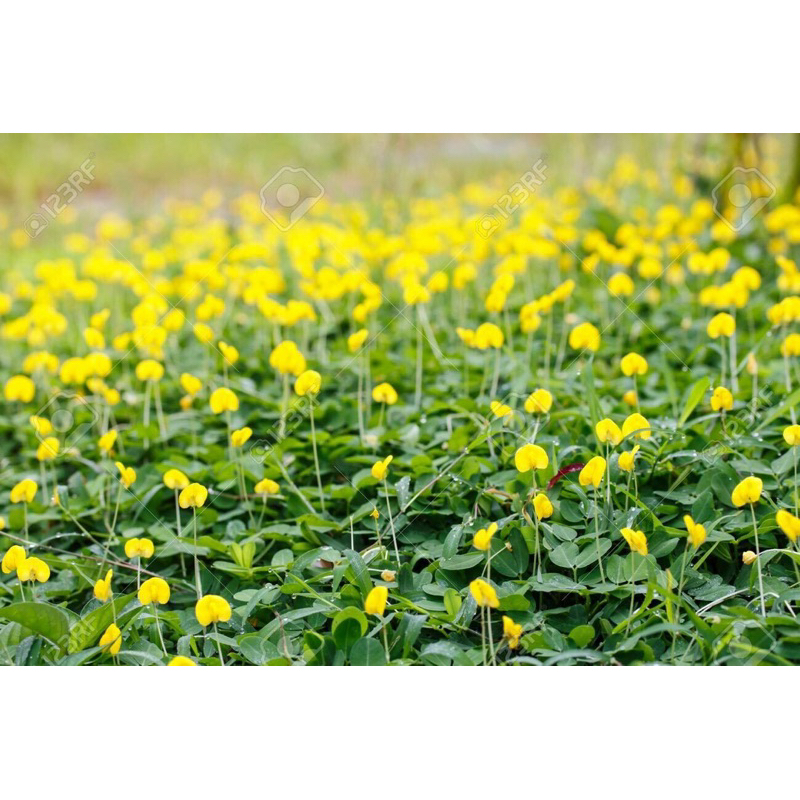Pintoi peanut aracis / pokok rumput carpet kuning | Shopee Malaysia