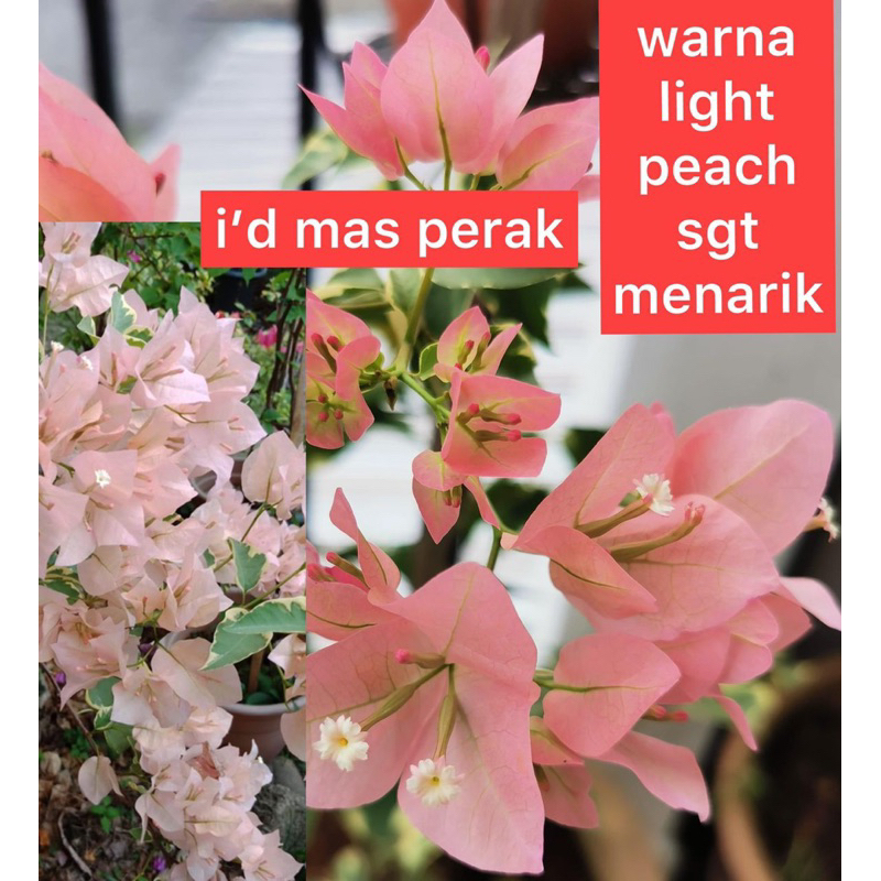 Bougainvillea id Mas Perak pokok bunga kertas | Shopee Malaysia