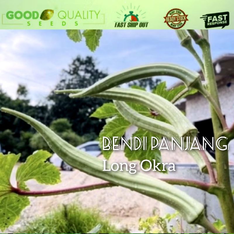 10/20pcs Biji Benih Bendi Panjang / Giant Okra Seeds | Shopee Malaysia