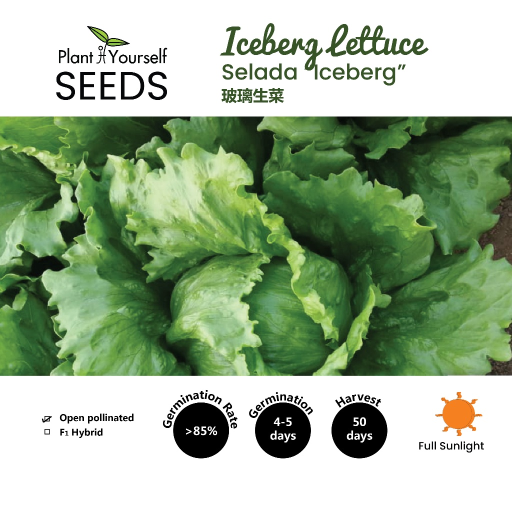 BENIH Selada Iceberg / SEEDS Iceberg Lettuce / 种子 - 玻璃生菜 (0.2g | 0.5g ...