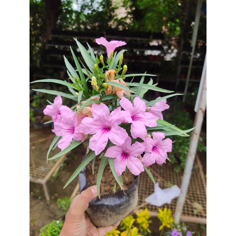 Pokok Bunga RUELLIA PINK / pokok dalam polybag | Shopee Malaysia