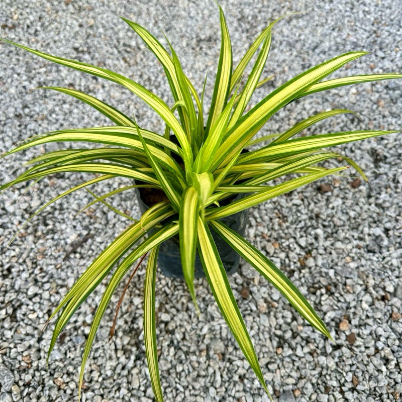 Pokok Pandan Kuning / pokok dalam polybag | Shopee Malaysia