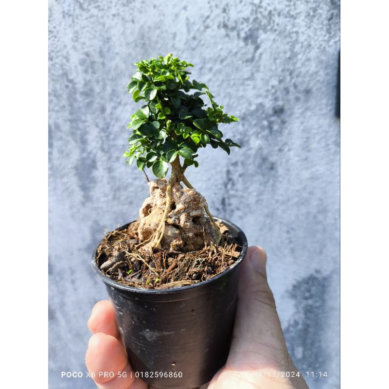 Mini Thai Murraya Bonsai | Shopee Malaysia