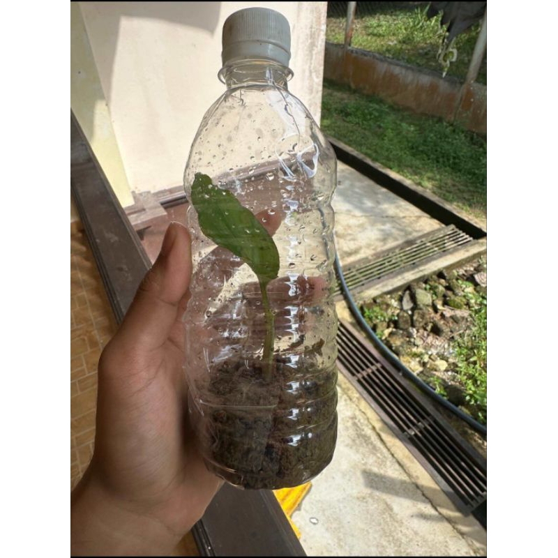 anak pokok kunyit hitam dan temu pauh | Shopee Malaysia