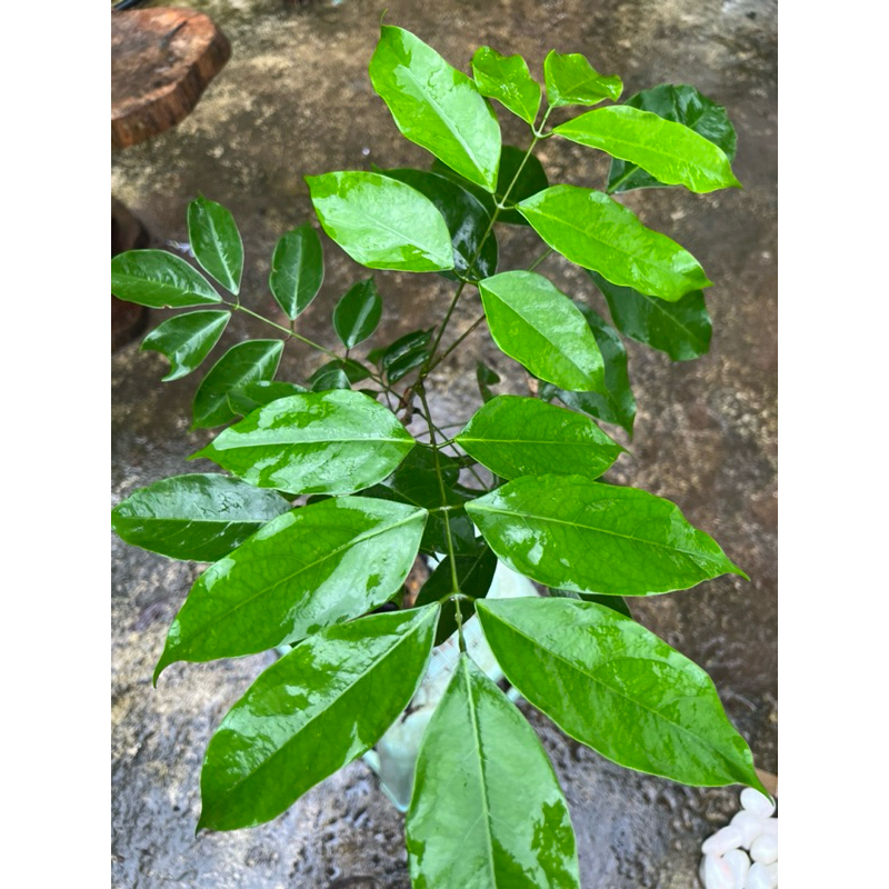 POKOK JENEREH☘️🍃🌳🌳🌵🍀 | Shopee Malaysia