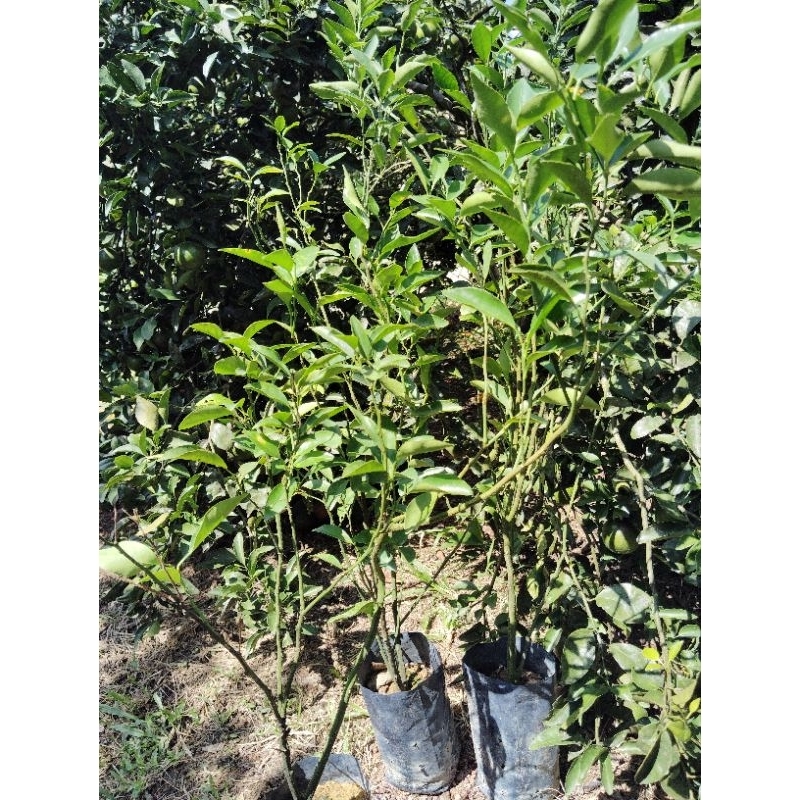Anak pokok limau manis madu kampung (pokok tinggi) | Shopee Malaysia