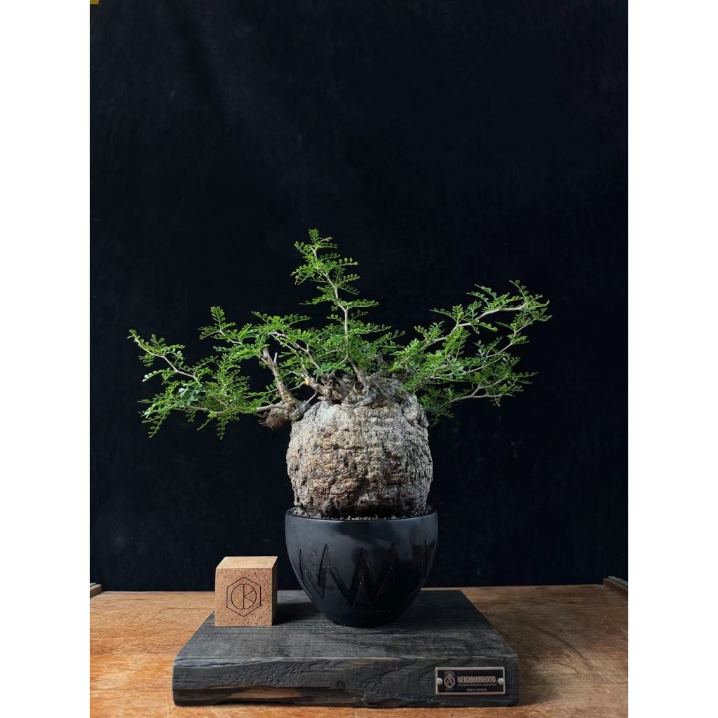 Operculicarya pachypus seedling (L size 2-3years>) | 象足漆树实生 ｜Caudex Plant Succulent｜块根植物 | 漆树 ...