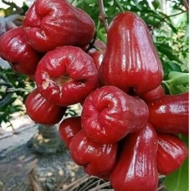jambu madu thailand.. | Shopee Malaysia