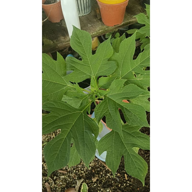 pokok bunga insulin untuk ubat kemcing manis | Shopee Malaysia