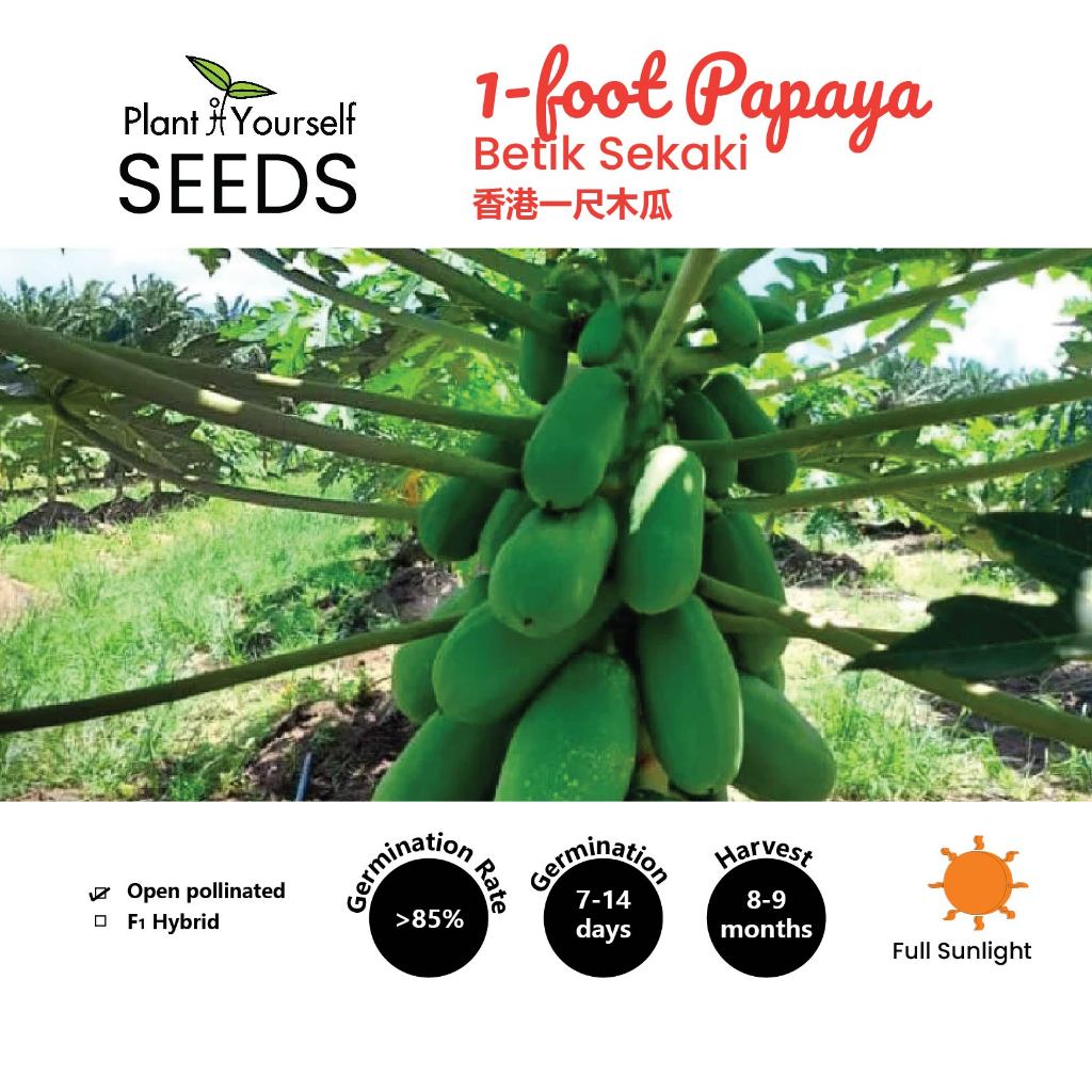 BENIH Betik Sekaki / SEEDS 1-foot Papaya / 种子 - 一尺木瓜 (6 seeds | 0.4g ...