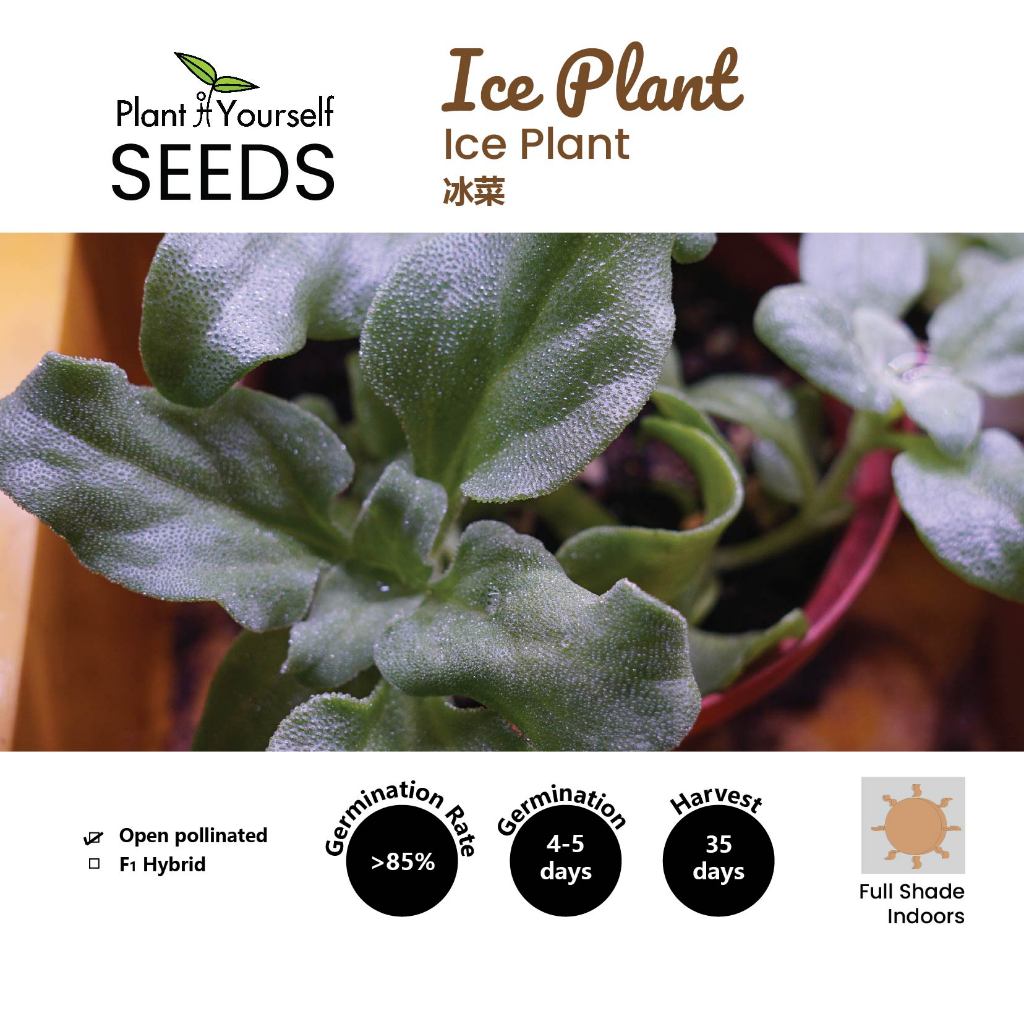 SEEDS Ice Plant 冰菜 (20 seeds | 75 seeds | 230 seeds) | Shopee Malaysia