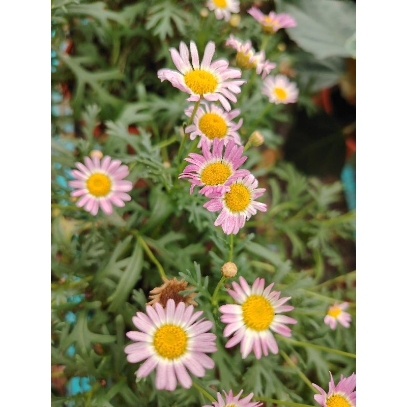 (KS)Pokok bunga aster kancing baju | Shopee Malaysia