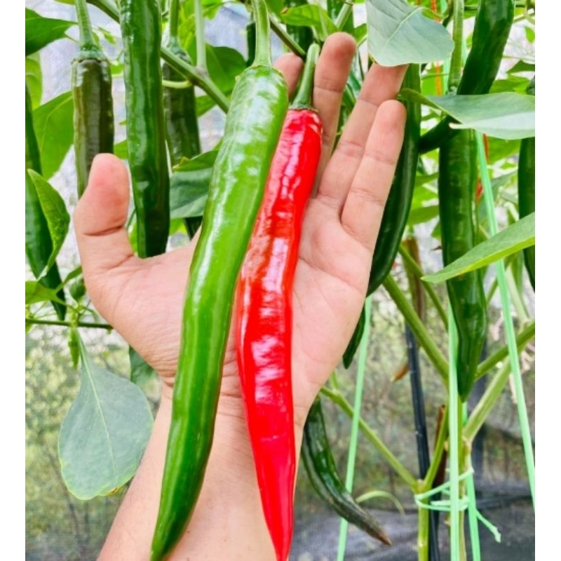 anak pokok cili merah cili besar dalam polibeg | Shopee Malaysia
