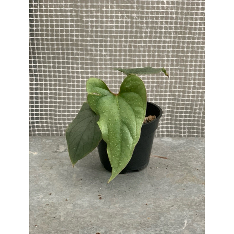 Anthurium Sp Silver Peru | Shopee Malaysia