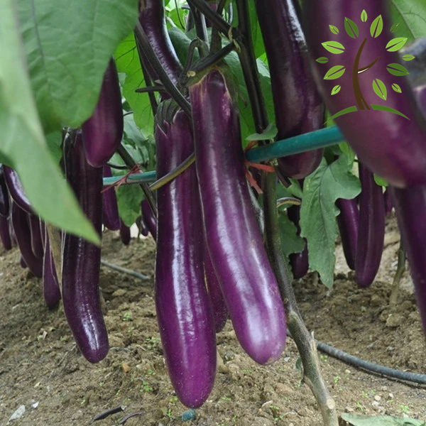 Berjaya Plant Nursery - Pokok Terung Ungu Panjang/Long Purple Eggplant ...