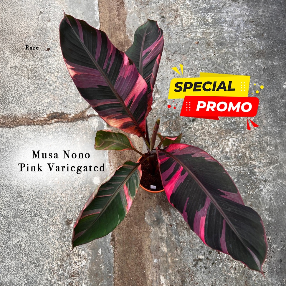 RARE Pokok Musa Nono Pink Variegated / Pisang Nono Rare Hot Pink Musa ...