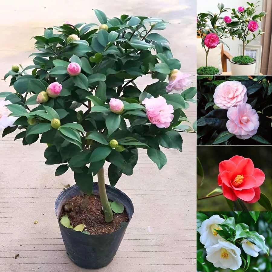 [Ready Stock] Anak Pokok Bunga Camelia Wangi – Pokok Camelia Plant ...