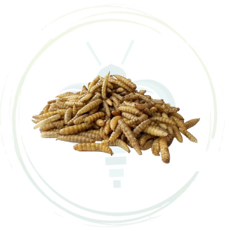 [10kg per box] Whole Dried Larvae | Shopee Malaysia
