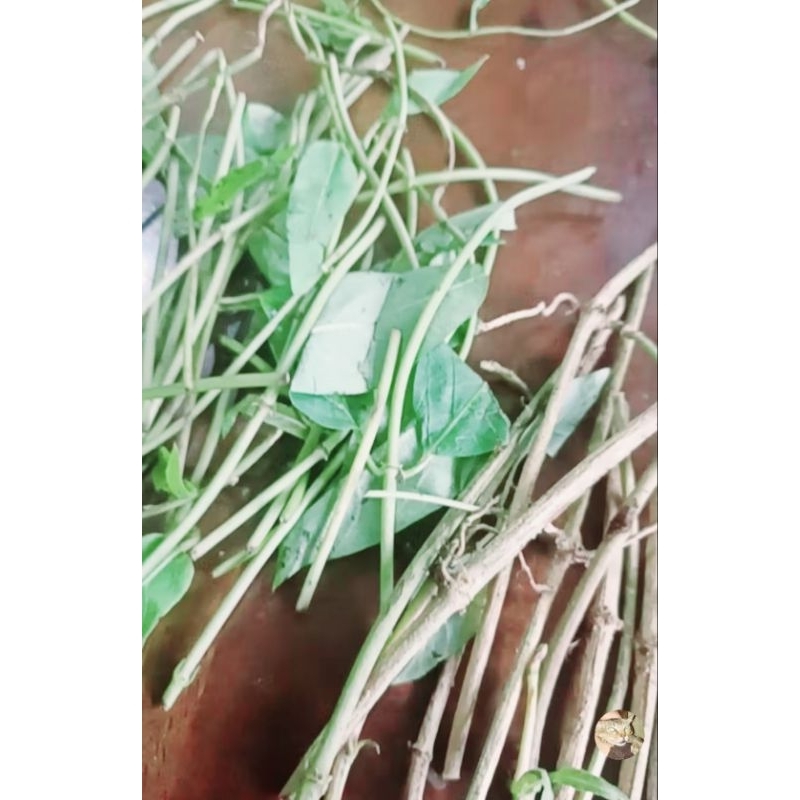 Keratan pokok sekentut liar untuk tanam 1 ikat | Shopee Malaysia